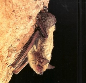 Cave Myotis | West Texas Bat Group