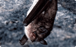 Yuma Myotis | West Texas Bat Group